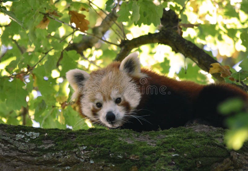 Red Panda on a tree branch stock photo. Image of branch - 130068574