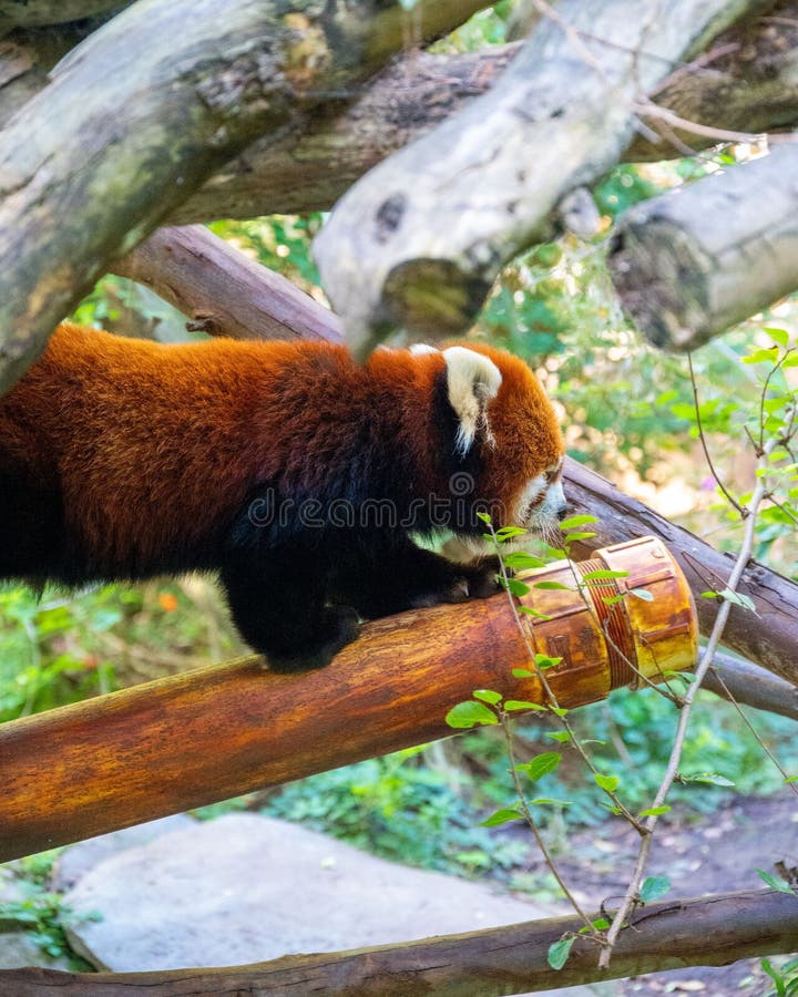 Red Panda on Tree Branches in the Wild Stock Image - Image of summer ...