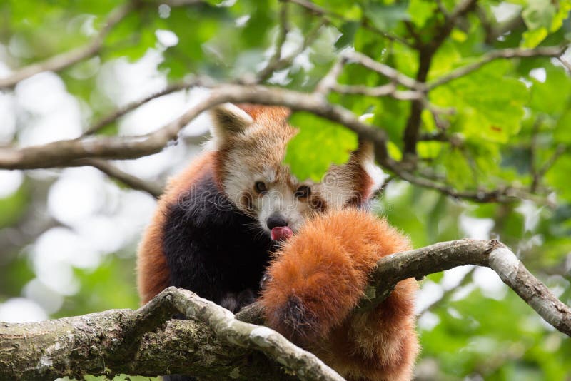 463 Baby Red Panda Stock Photos - Free & Royalty-Free Stock Photos from ...
