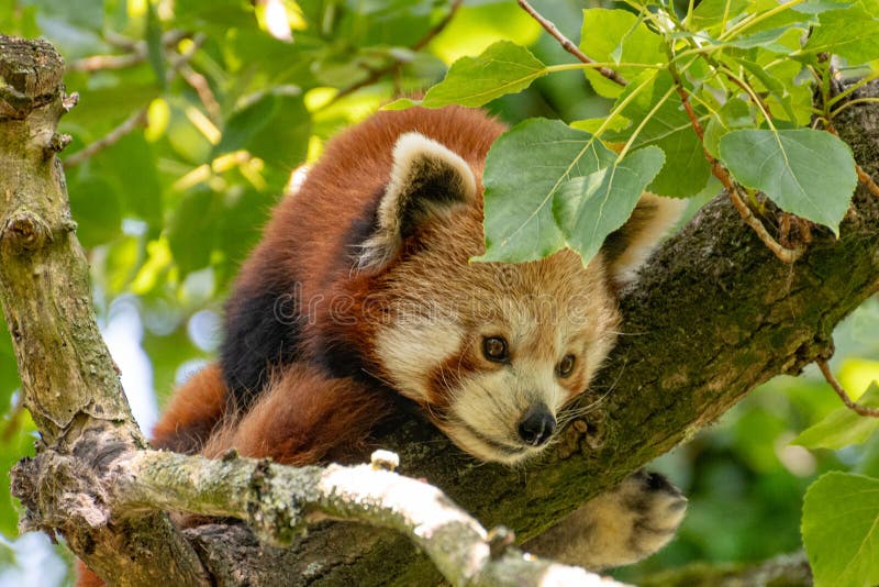 Red panda in a tree stock photo. Image of chinese, curious - 224234248