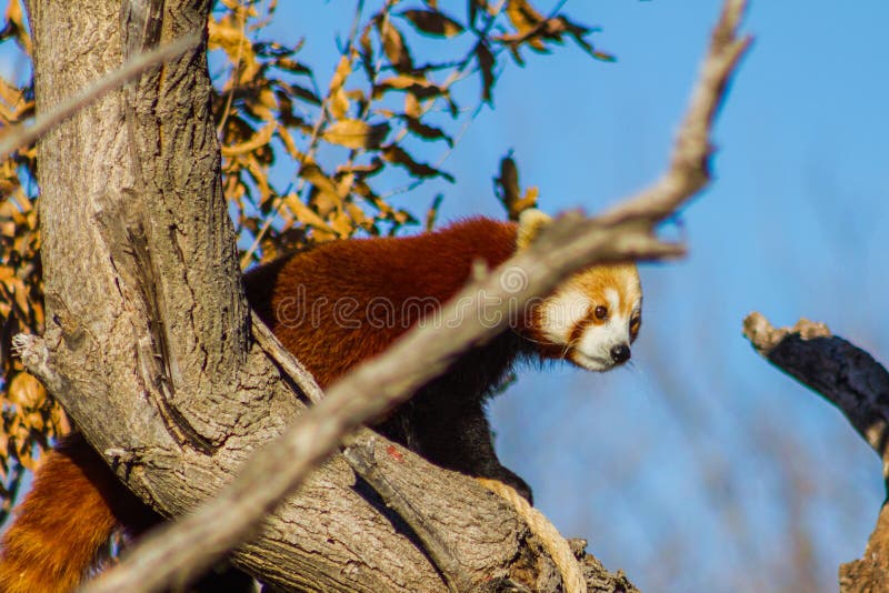 Red Panda in Tree stock image. Image of habitat, park - 145881413