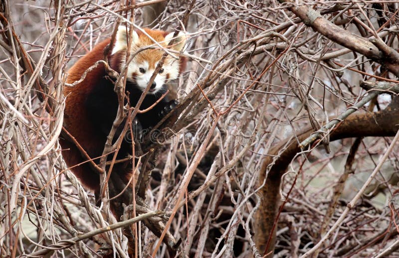 Panda on the tree stock photo. Image of pandas, animal - 19804770