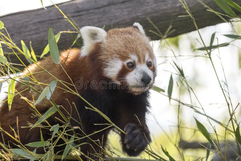 Red panda on a tree stock image. Image of nature, climber - 146891531