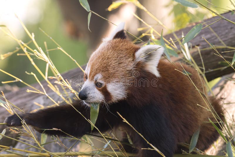 Red panda on a tree stock photo. Image of animal, resting - 146904588