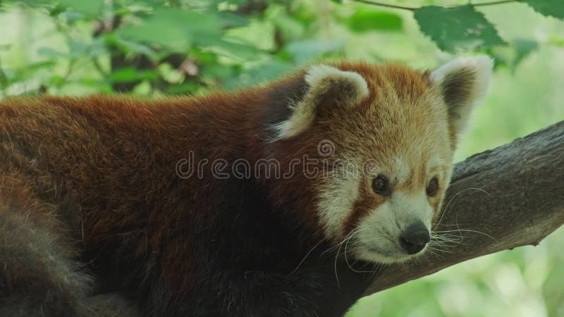 Red panda on tree stock footage. Video of mammal, tropical - 344571068