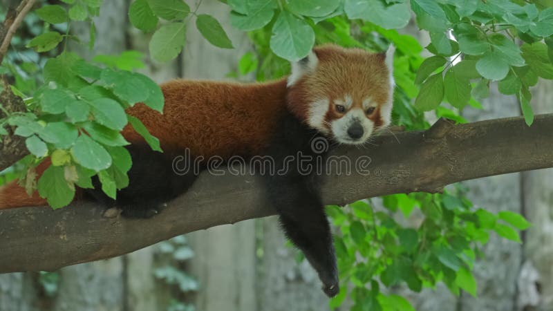 Red panda on tree stock footage. Video of animal, lovely - 337176530