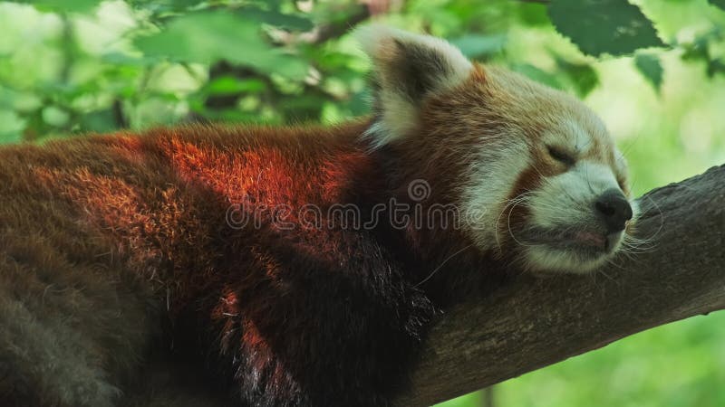 Red panda on tree stock footage. Video of park, china - 338393326