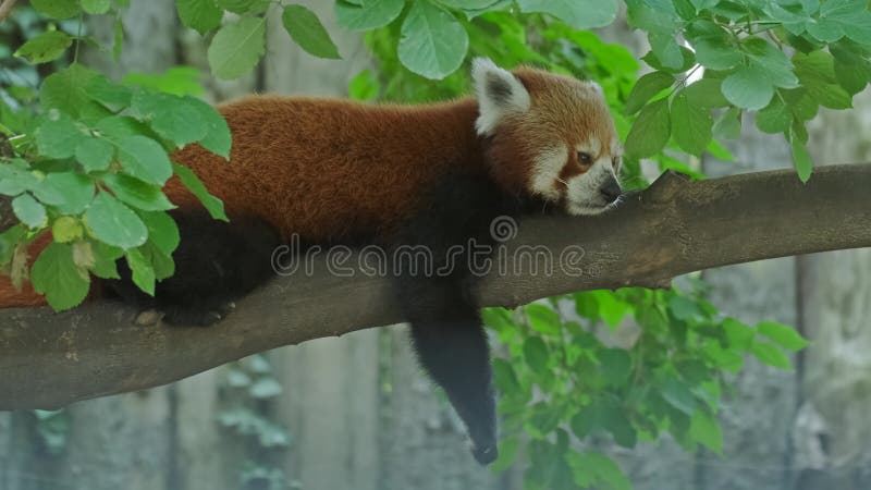 Red panda on tree stock footage. Video of brown, animal - 338393484