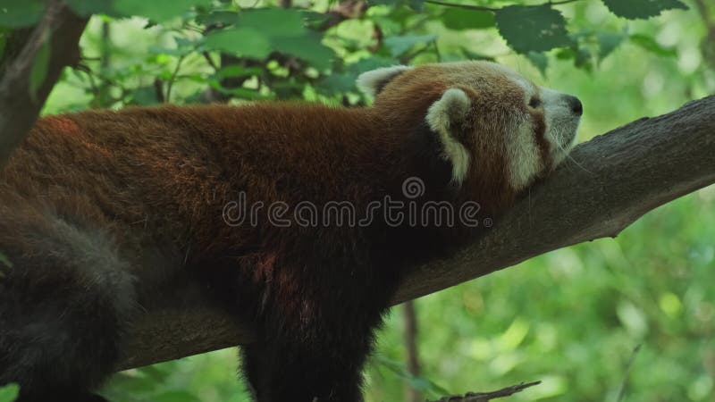 Red panda on tree stock footage. Video of wildlife, brown - 346374978