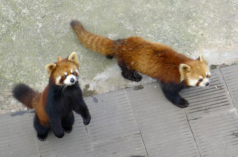 235 Two Red Panda Stock Photos - Free & Royalty-Free Stock Photos from ...
