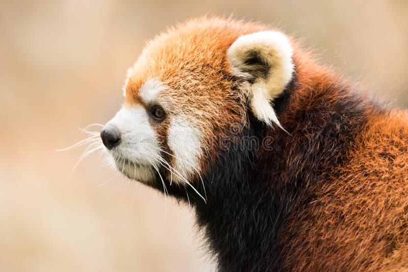 Red Panda VIII stock photo. Image of animal, panda, island - 51993972