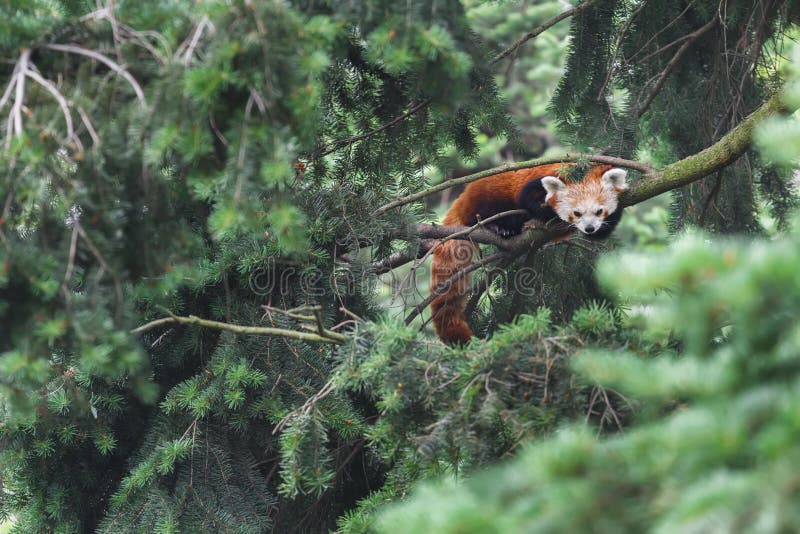 Red Panda Vulnerable Species of Animals Resting on Conifer Tree ...
