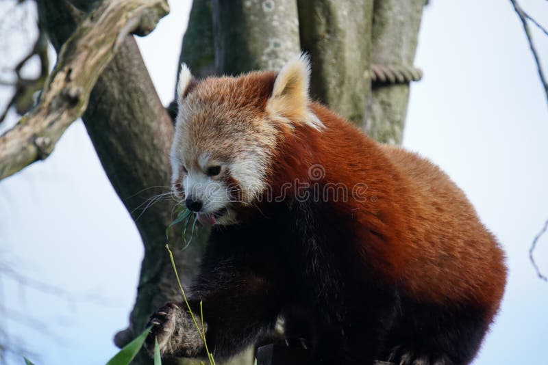 Red Panda Looking at the World Stock Photo - Image of mammal, mammalia ...