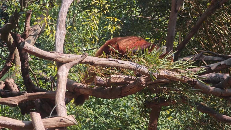 Red Panda Walk on the Brach of Tree in the Zoo Stock Video - Video of ...