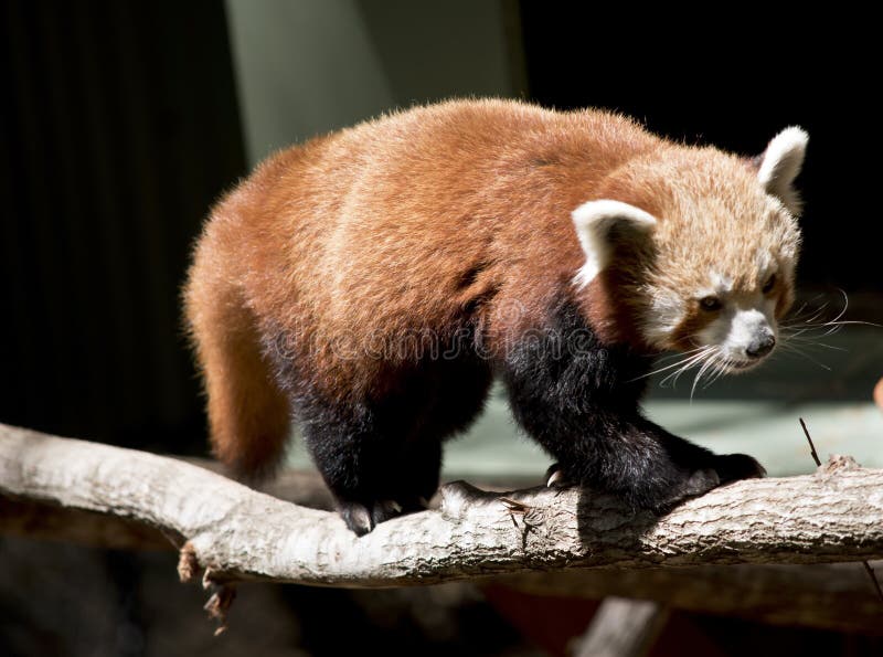 252 Panda Claws Stock Photos - Free & Royalty-Free Stock Photos from ...