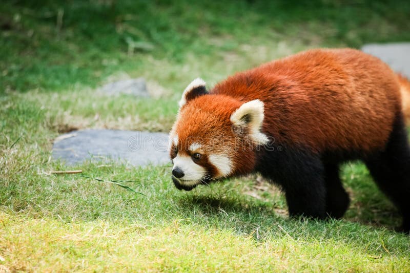 Red panda walking on grass stock photo. Image of looking - 50895062