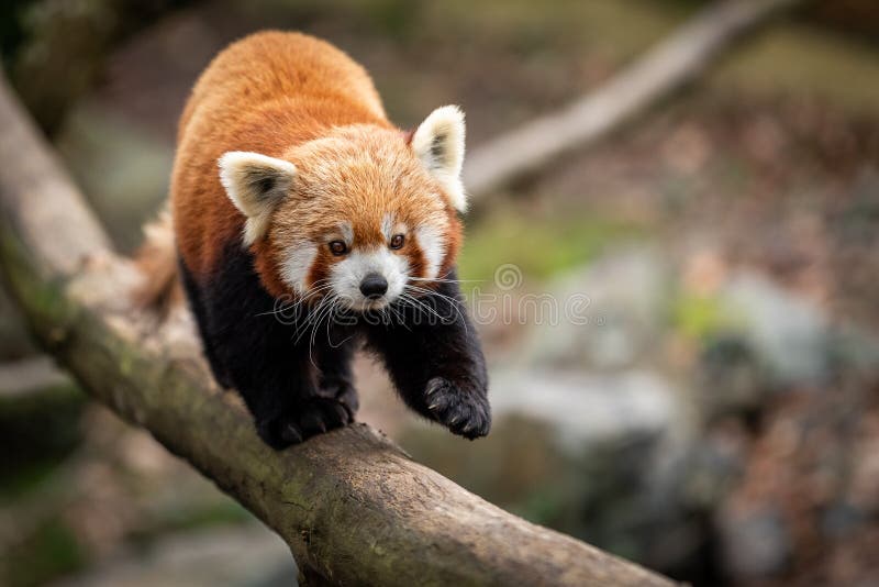 Red Panda Walking on the Tree Stock Image - Image of shot, bear: 173942735