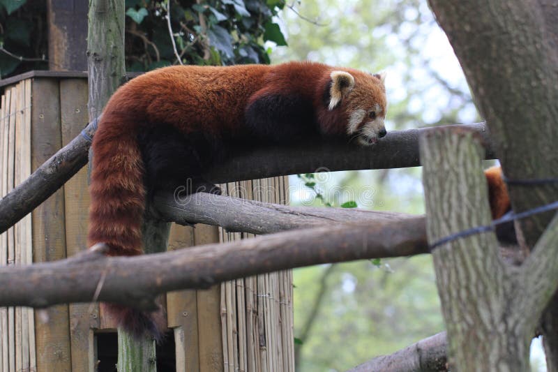Red Panda is Walking in the Tree Stock Image - Image of adorable ...