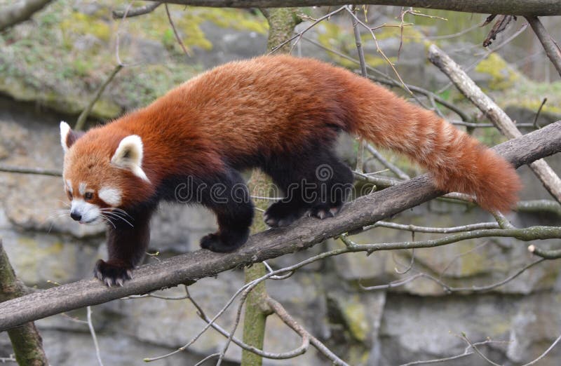 A Red Panda Walks on the Branches of a Tree Stock Photo - Image of ...