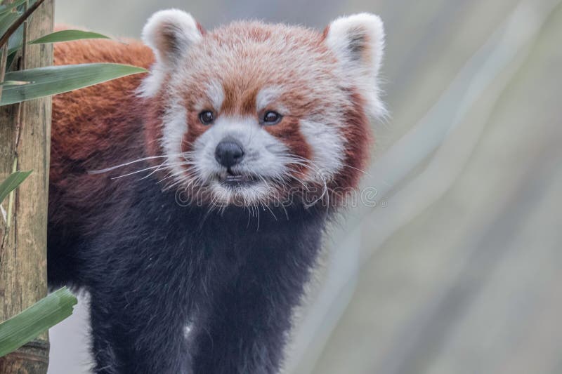 Red Panda Walks in Front of Some Branches at the Zoo Stock Image ...
