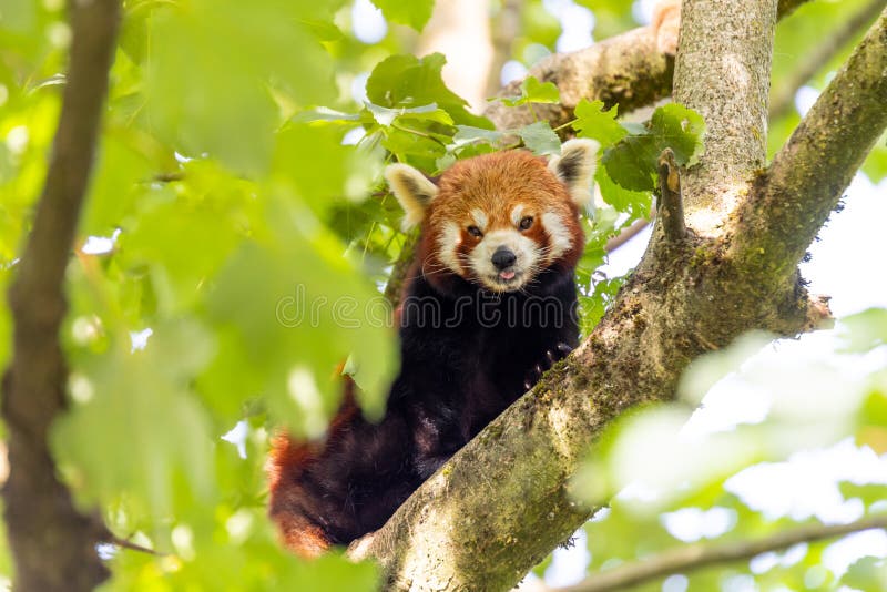 Red Panda Watching Down from Its Tree Stock Image - Image of bear ...