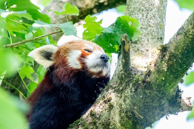 Red Panda Watching Down from Its Tree Stock Image - Image of fulgens ...