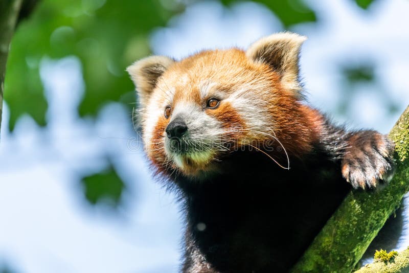 Red Panda Watching Down from Its Tree Stock Image - Image of cute ...