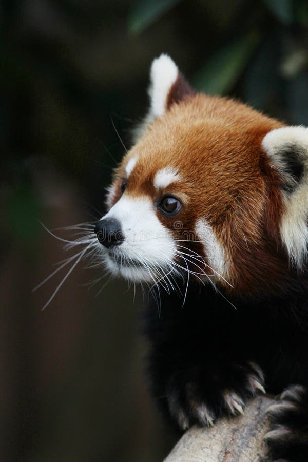 Red panda in wildlife 2016 stock photo. Image of portrait - 95704496