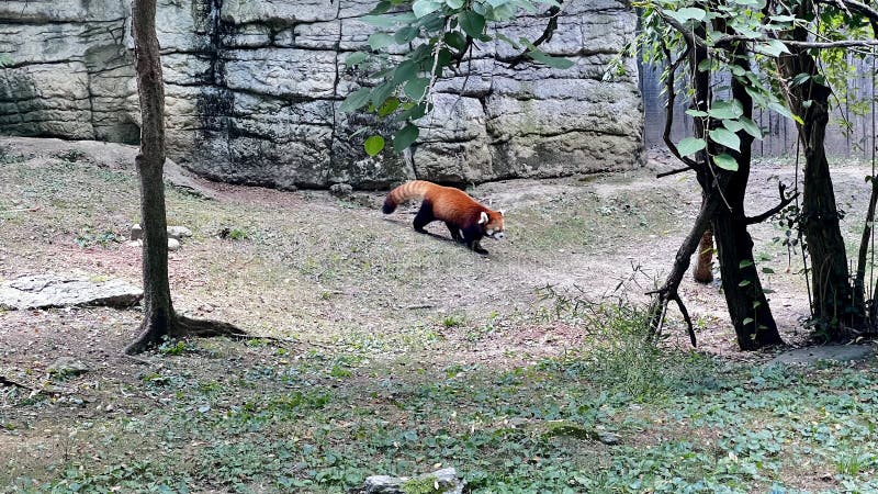 Red Panda at a zoo stock photo. Image of wilderness - 263266584