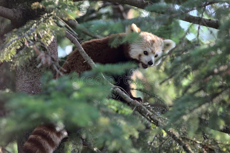 583 Panda Card China Stock Photos - Free & Royalty-Free Stock Photos ...