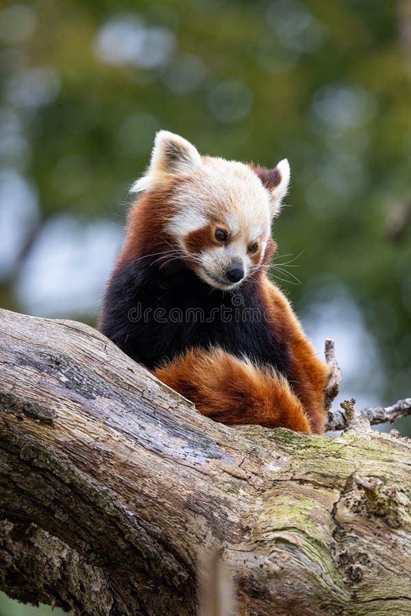 Red Panda in Zoo Environment Stock Photo - Image of branch, black ...