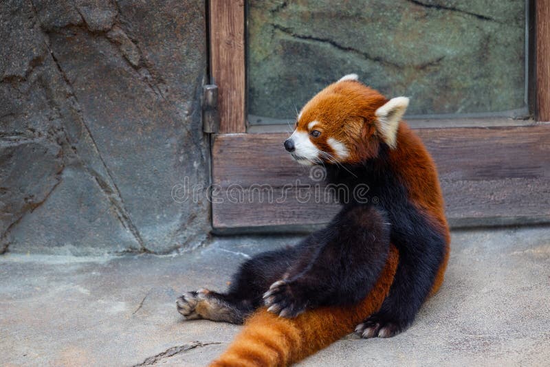 Red panda in zoo park stock image. Image of brown, park - 260855649