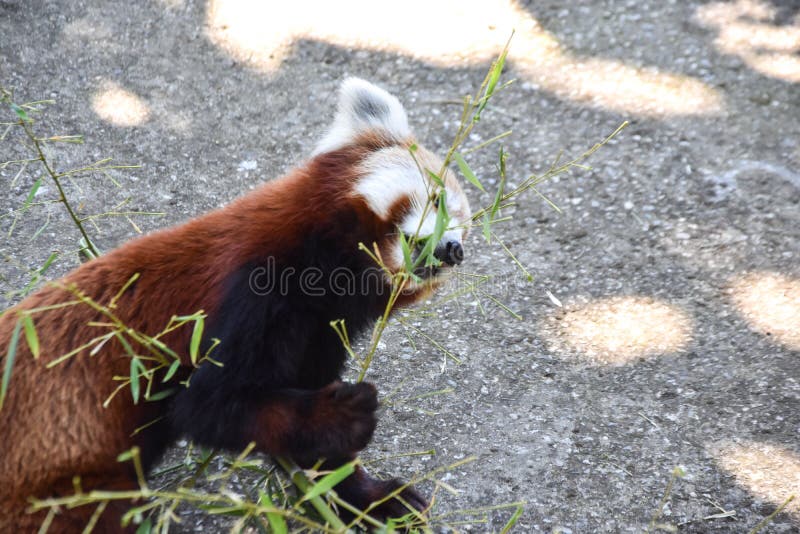 Red panda in a zoo stock image. Image of lesser, forest - 156870869