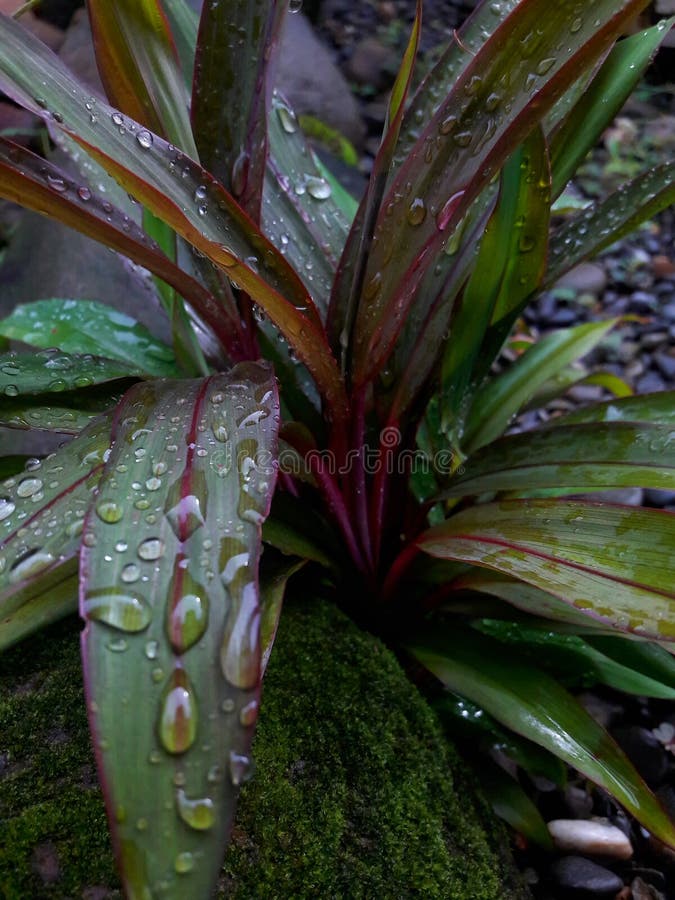 Red Pandanus Grass Growing among the Rocks November 2022 Stock Photo ...