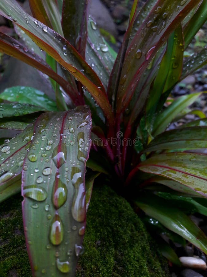 Red Pandanus Grass Growing among the Rocks November 2022 Stock Image ...