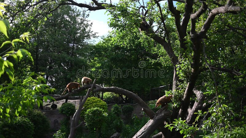 Red Pandas Play and Climb in the Trees at the Zoo Stock Footage - Video ...