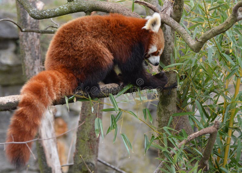 A Red Panda Walks on the Branches of a Tree Stock Image - Image of ...