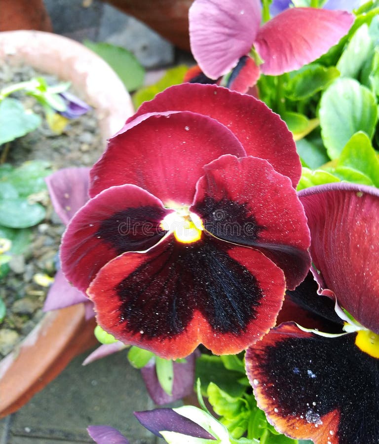 Red Pansy Flower in Garden Beautiful Stock Photo - Image of pansy ...