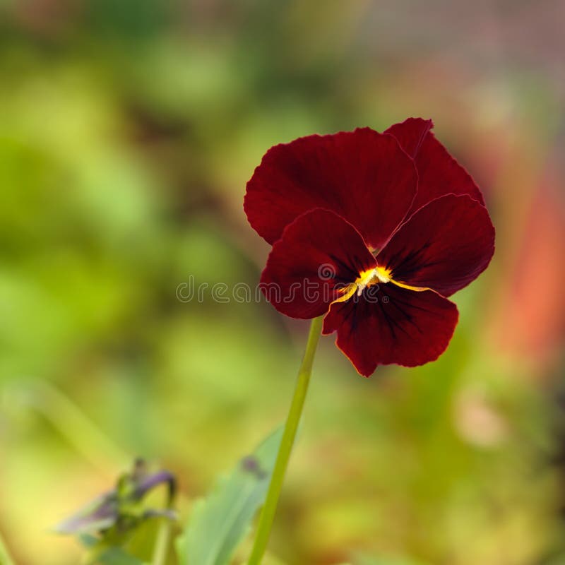 Red Pansy Flower - Gardening Stock Image - Image of bloom, head: 27857825