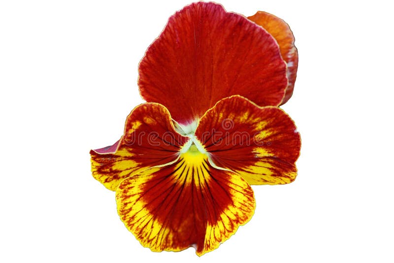 Red pansy isolated stock photo. Image of colorful, beautiful - 243741796