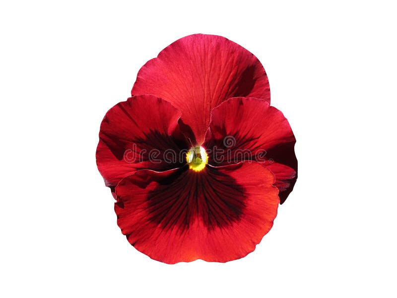 Red Pansy Isolated on White Background. Stock Image - Image of flower ...