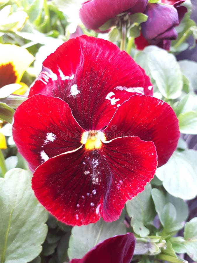 Red pansy stock image. Image of fauna, flower, pansy - 131821457