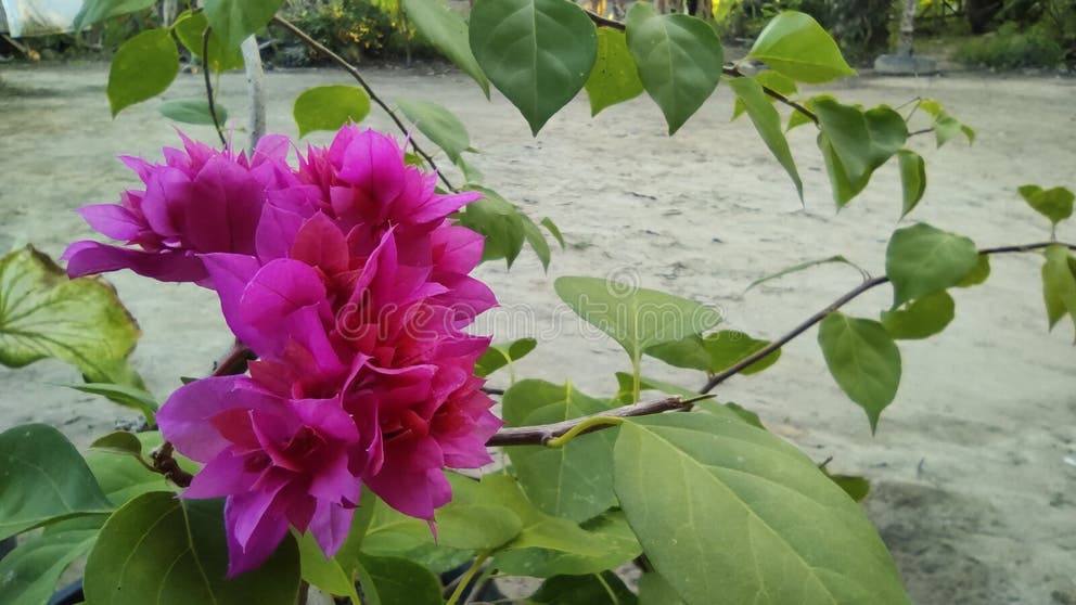 Red paper flower stock photo. Image of garden, flower - 221950324