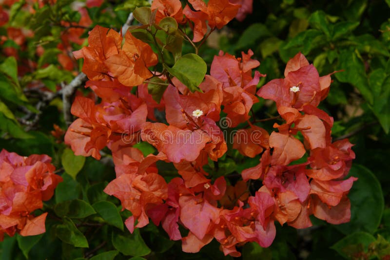 A red paper flower stock image. Image of nature, paper - 224855597