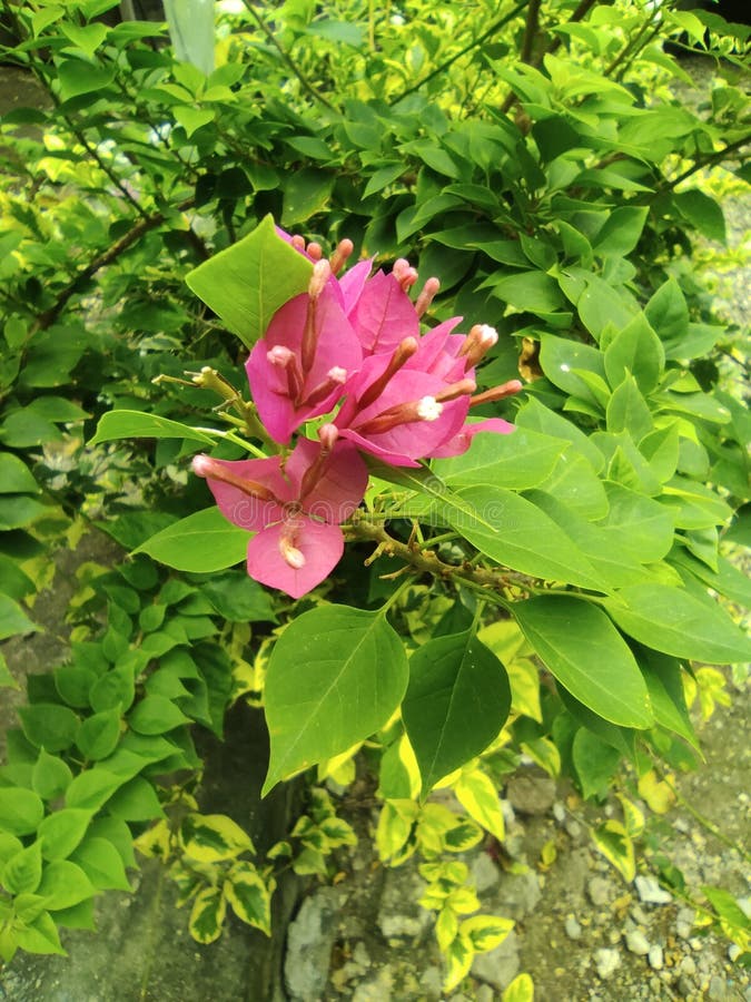 This is a red paper flower stock image. Image of shrub - 270813865