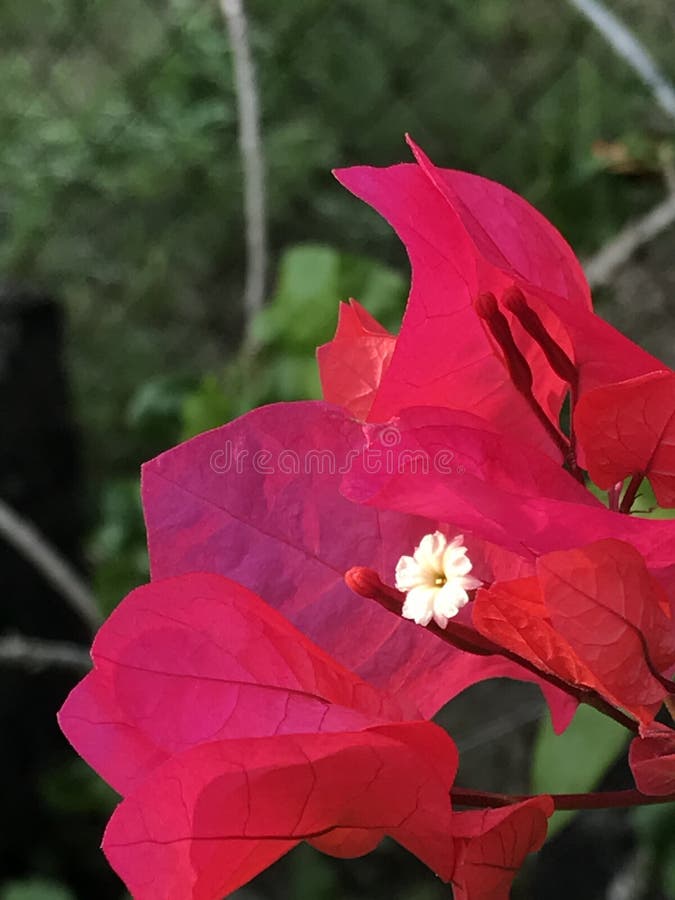 Red Paper Flower Background Stock Image - Image of green, paper: 85810265