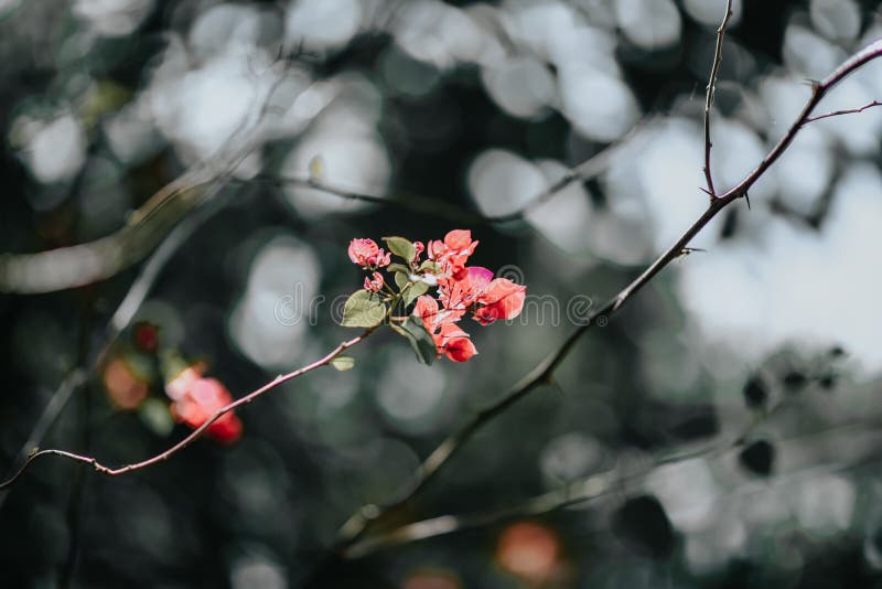 Red paper flower stock image. Image of leaf, blossom - 179279155