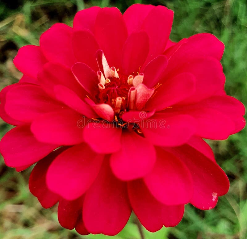 A Red Paper Flower in the Garden Stock Image - Image of nature, floral ...