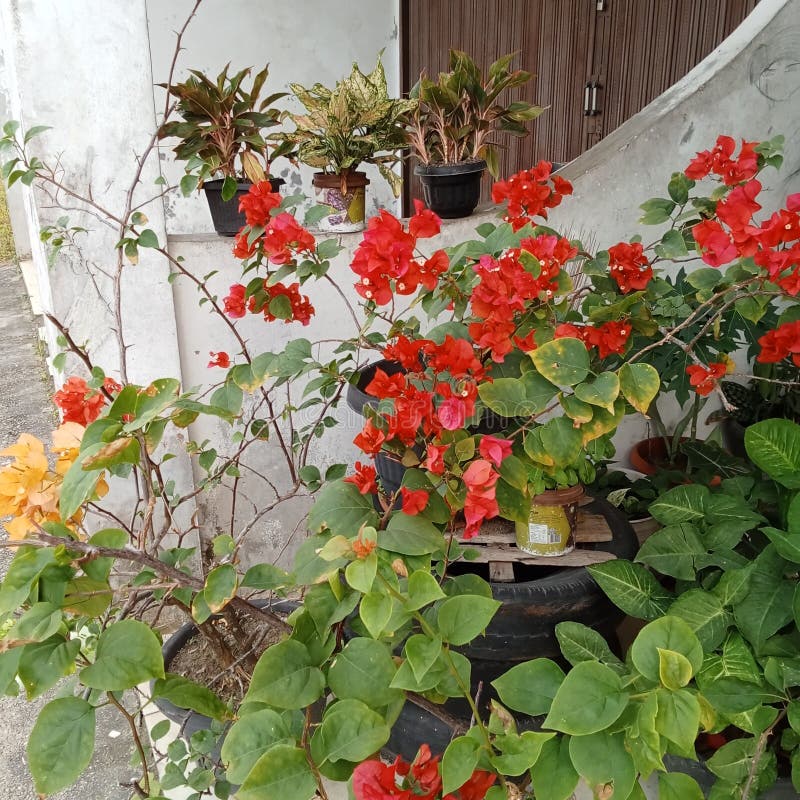 Red paper flower stock photo. Image of flower, houseplant - 375028194