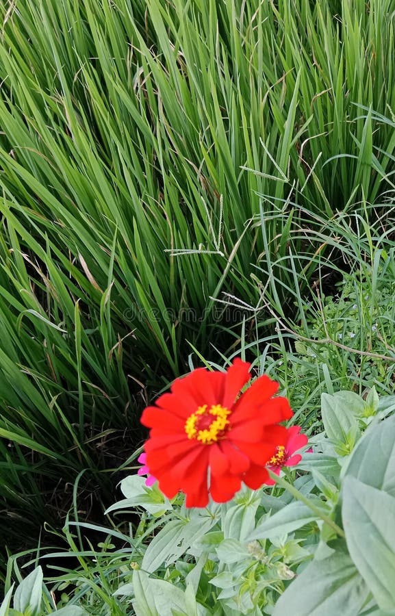 Red Paper Flowers are on the Edge of the Rice Fields Stock Photo ...